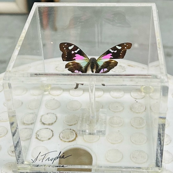 Vintage | Accents | S Sam Trophia Hand Signed Real Mounted Butterfly In ...